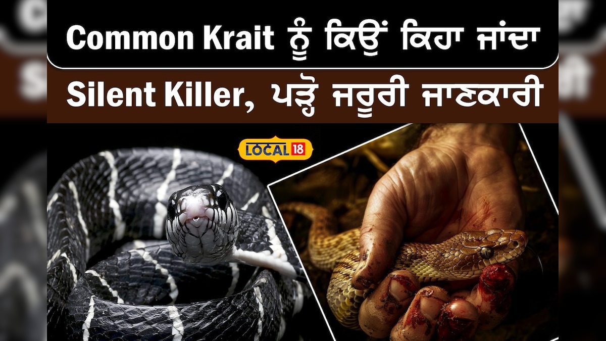 why common krait is one of the most venomous snakes in india, habitat ...
