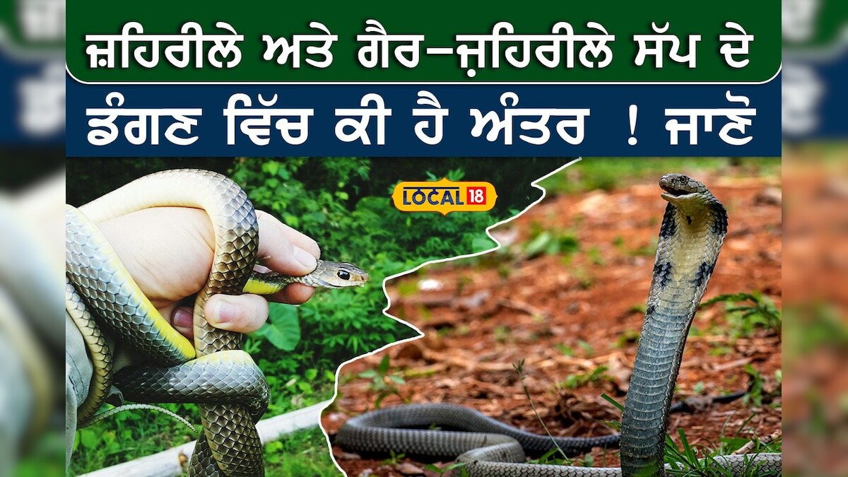 Difference between a venomous and non-venomous snake bite, Snake bite symptoms dangers poisonous ...