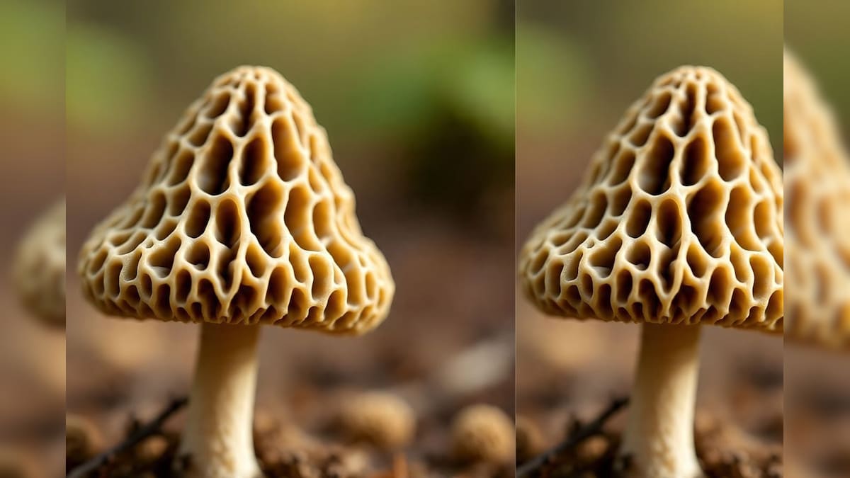 Gucci mushroom most expensive vegetable in India You can buy a new bike ...