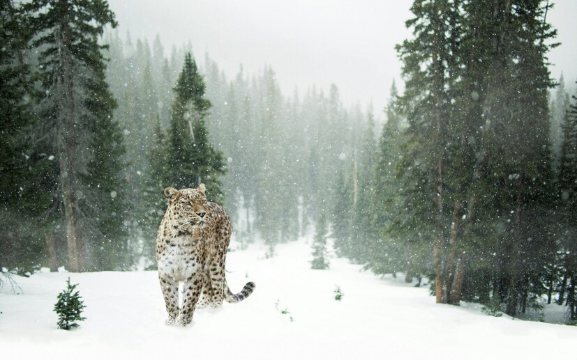 7 Snow Leopards Best Place : ਜੇਕਰ ਤੁਸੀਂ ਬਰਫੀਲੇ ਤੇਂਦੁਏ ਨੂੰ ਕਰਦੇ ਹੋ ਪਿਆਰ ...