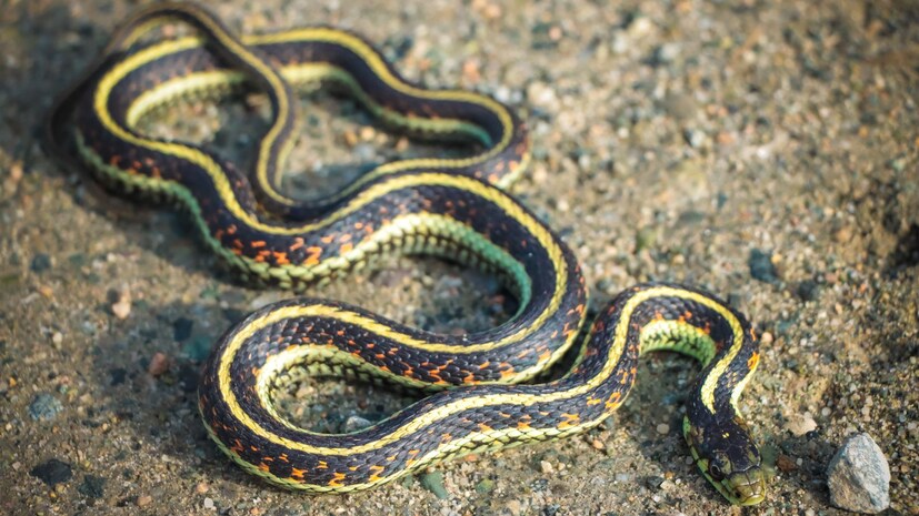Snake Facts: ਇਹ 5 ਸੱਪ ਨਹੀਂ ਹੁੰਦੇ ਜ਼ਹਿਰੀਲੇ; ਡੰਗ ਮਾਰਨ ਨਾਲ ਨਹੀਂ ਹੋਵੇਗੀ ਮੌਤ ...