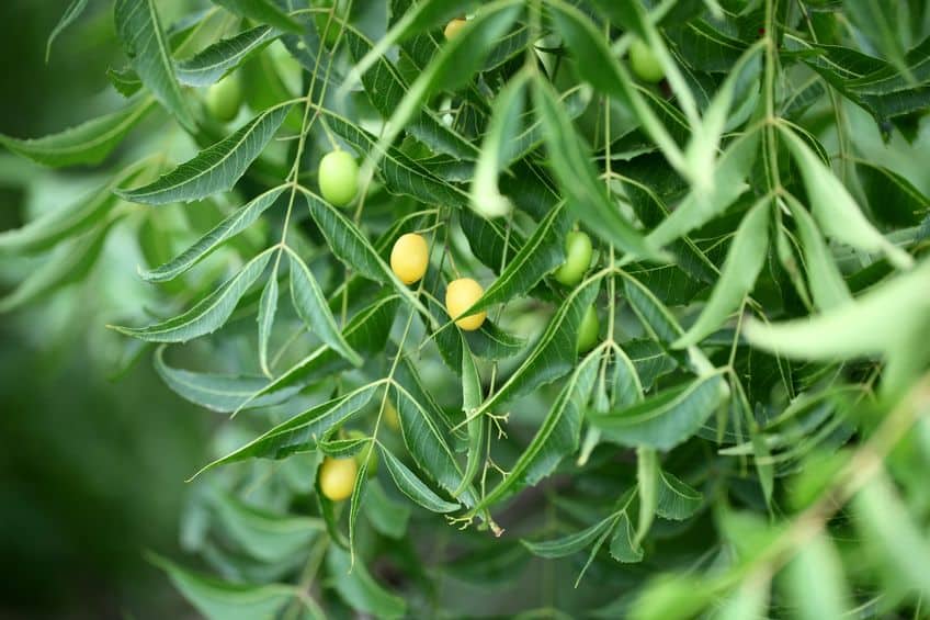 amazing healing benefits of Neem to beat your monsoon woes – News18 Bangla