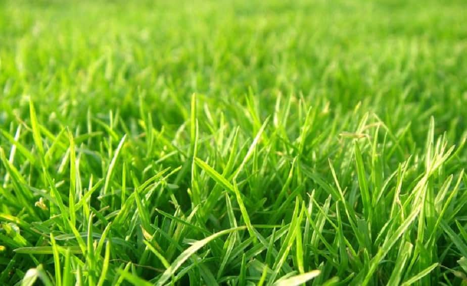 কেন যে কোনও পুজোয় তিন শীষের দুর্বা ঘাস ব্যবহার করা হয়? – News18 বাংলা