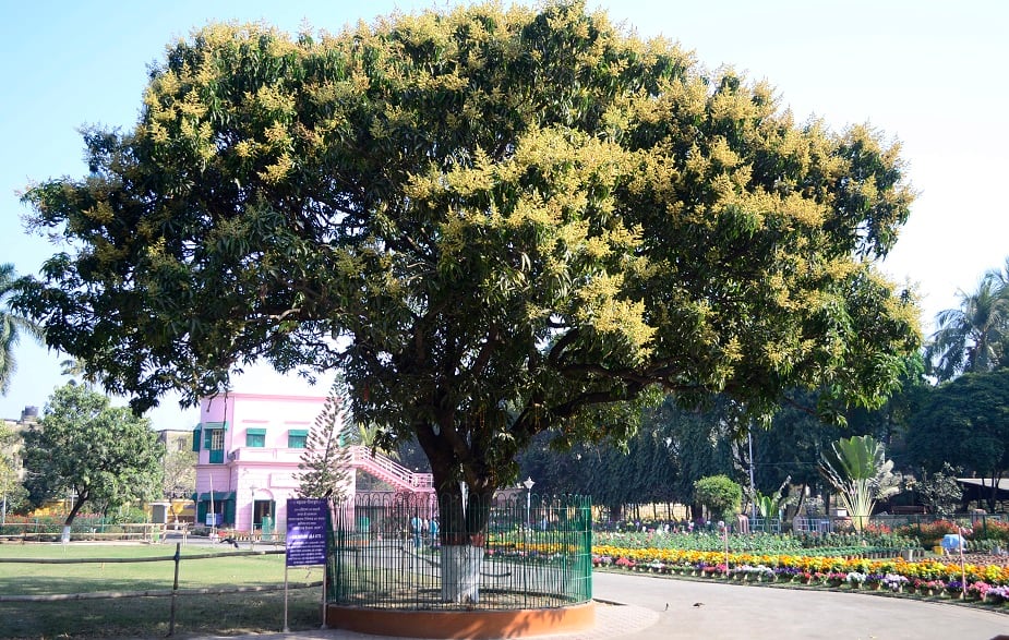 The Mythological tree parijat is still living | off-beat - News18 ...