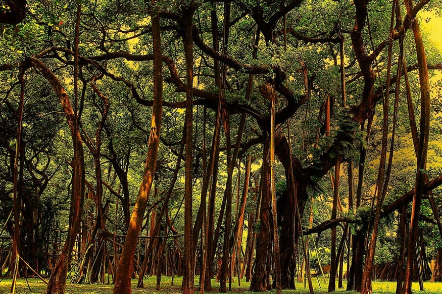 লুপ্তপ্রায় গাছগুলিকে বাঁচাতে উদ্যোগী বোটানিক্যাল গার্ডেন কর্তৃপক্ষ, কী ...