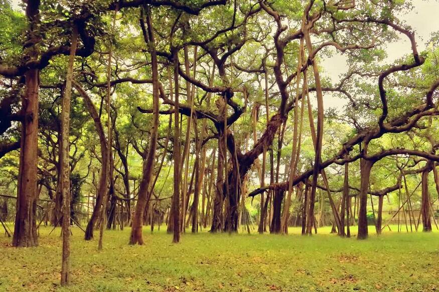লুপ্তপ্রায় গাছগুলিকে বাঁচাতে উদ্যোগী বোটানিক্যাল গার্ডেন কর্তৃপক্ষ, কী ...