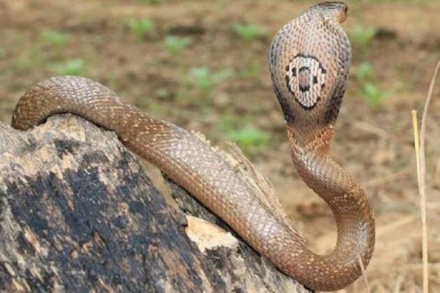 মিড-ডে মিল তৈরির রান্নাঘরে বিষধর গোখরো !|gokhro snake found from the ...