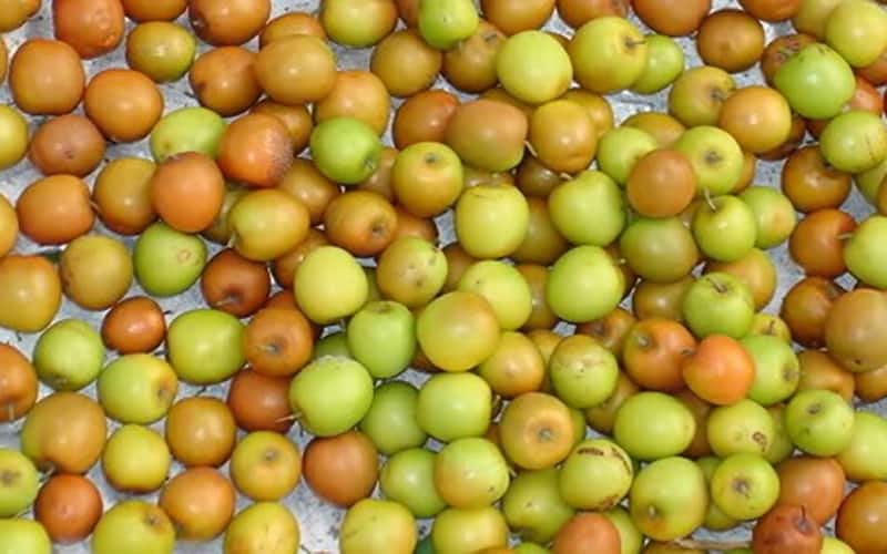 সরস্বতী পুজোয় কুল তো খান, জানেন কী এর উপকারিতা – News18 বাংলা