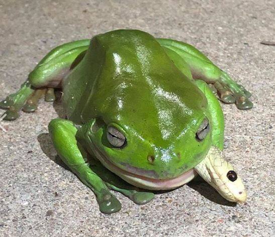 চূড়ান্ত বিষধর, বিশাল এক সাপকে আস্ত গিলে খেল ব্যাঙ ! উলটপুরাণে অবাক ...