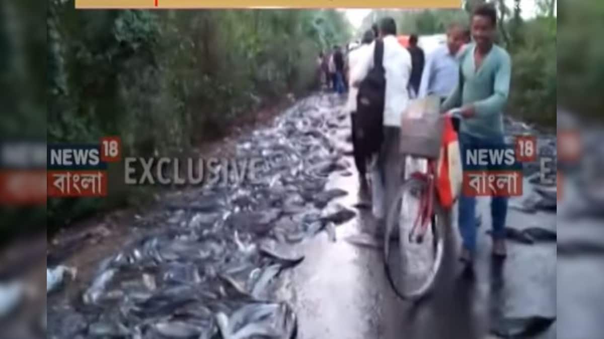উল্টে গেল মাছের গাড়ি, রাস্তা ভর্তি কিলবিল করছে মাছ, দেখুন ভিডিও ...