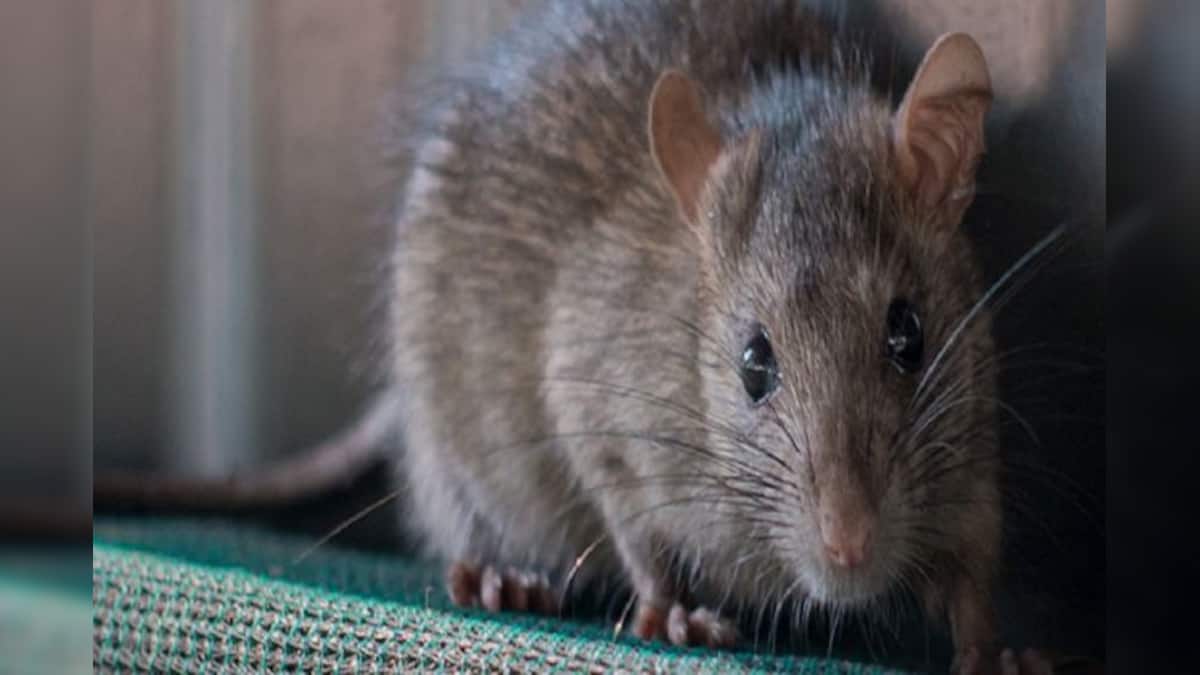 ইঁদুরের প্রশংসায় মাতল নেট দুনিয়া ! দেখুন কিভাবে নিজের বাচ্চাদের প্রাণ ...