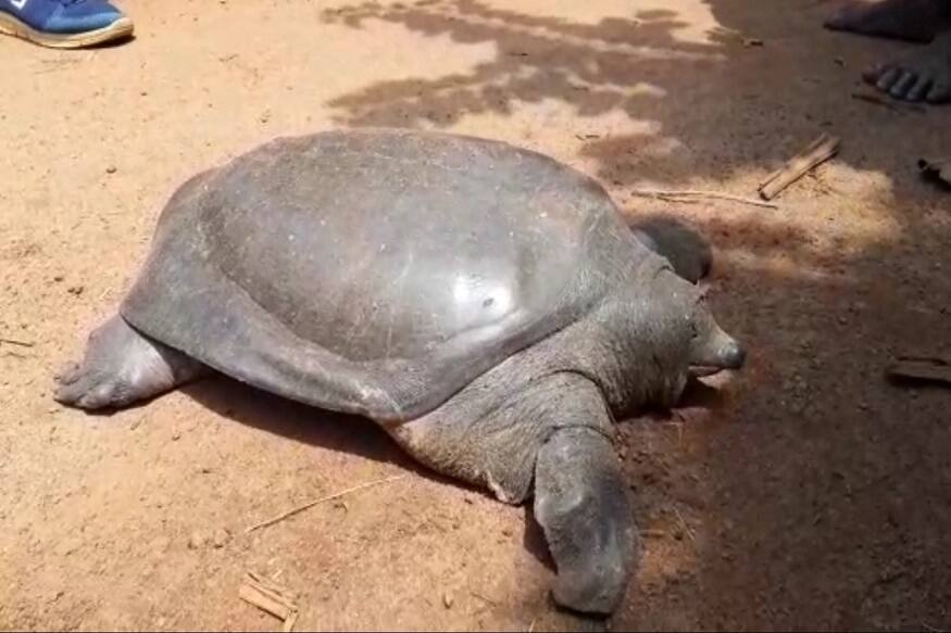 মাছ ধরার জালে বিশাল আকারের কচ্ছপ উদ্ধার বাঁকুড়ার গ্রামে, এলাকায় ...