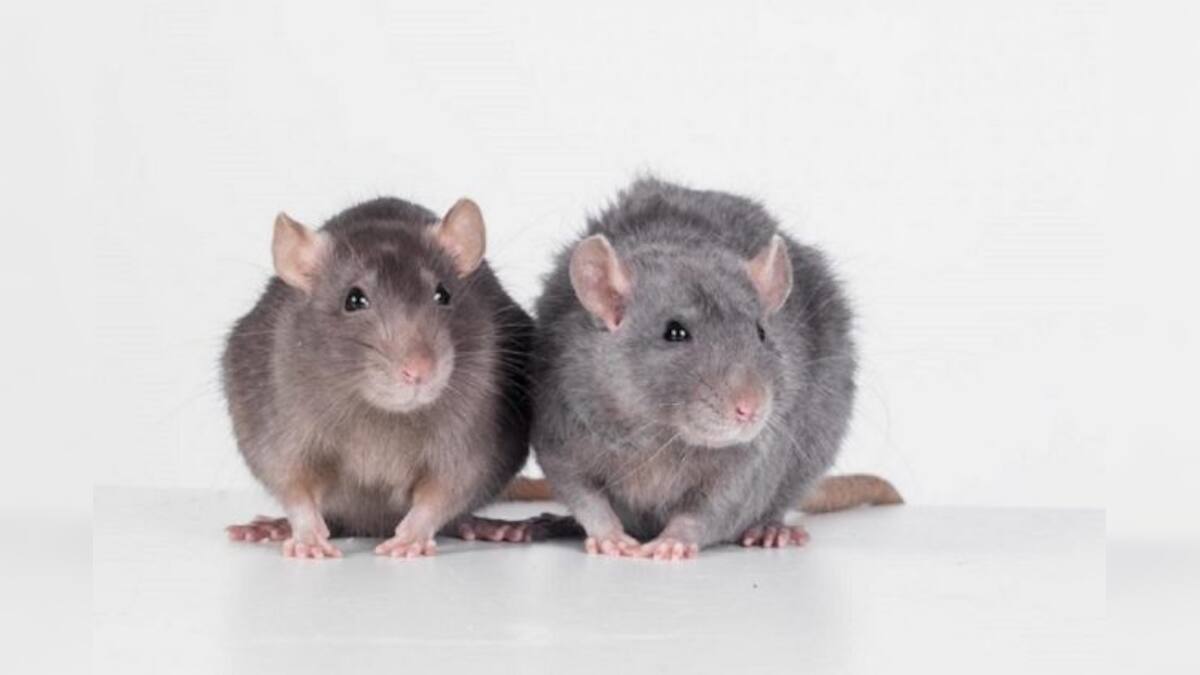 বাড়িতে ইঁদুরের উপদ্রব ? এই সাধারণ-ঘরোয়া উপাদানগুলো দিয়েই নিমেষে ...