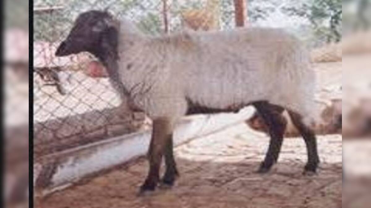 ভেড়ার দাম উঠল ৭০ লাখ ! ক্রেতার কাছে অফার পেয়ে হতবাক মহারাষ্ট্রের ...