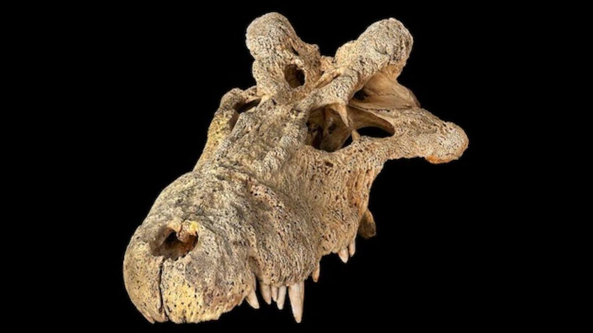 Horned Crocodile: অবশেষে মিলল ছাড়পত্র, কুমিরের যে শিং ছিল মেনে নিলেন ...