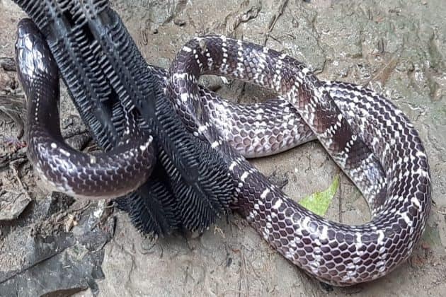 গৃহস্থ বাড়িতে বিষাক্ত কালাচ সাপ উদ্ধারকে ঘিরে চাঞ্চল্য শান্তিপুরে ...
