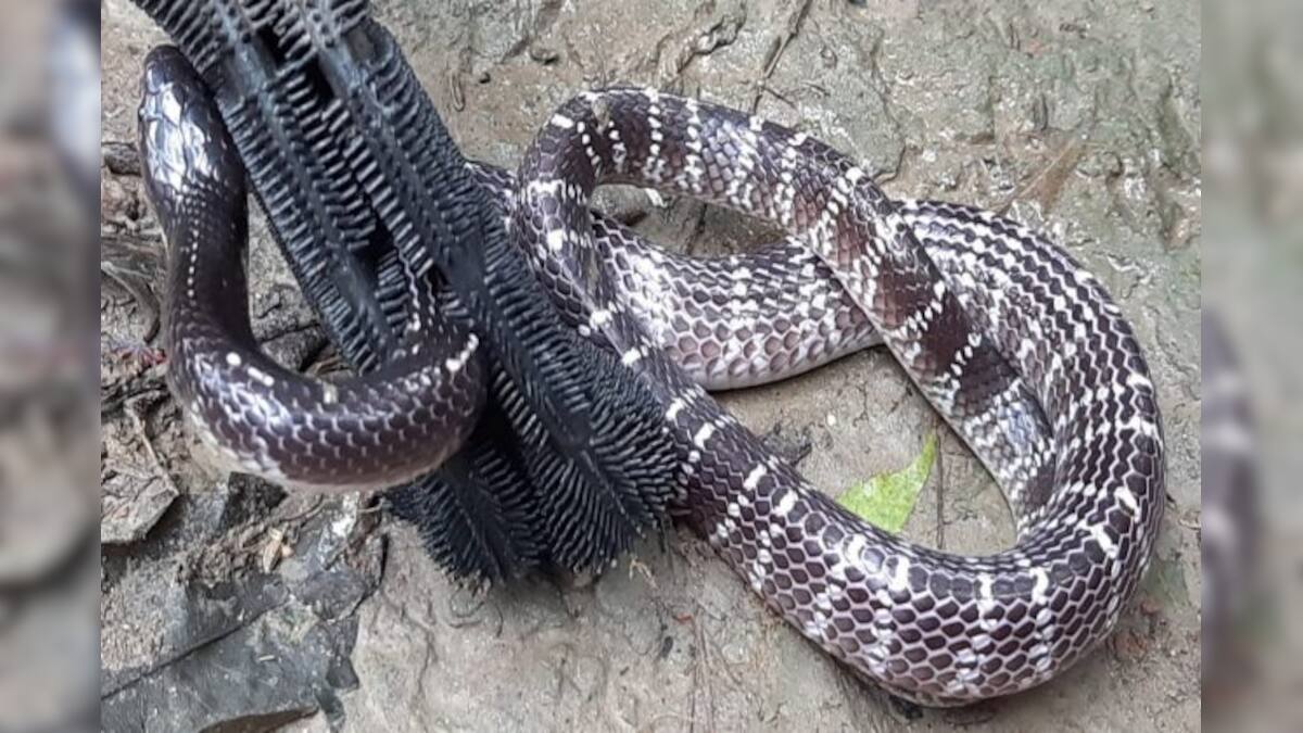 গৃহস্থ বাড়িতে বিষাক্ত কালাচ সাপ উদ্ধারকে ঘিরে চাঞ্চল্য শান্তিপুরে ...