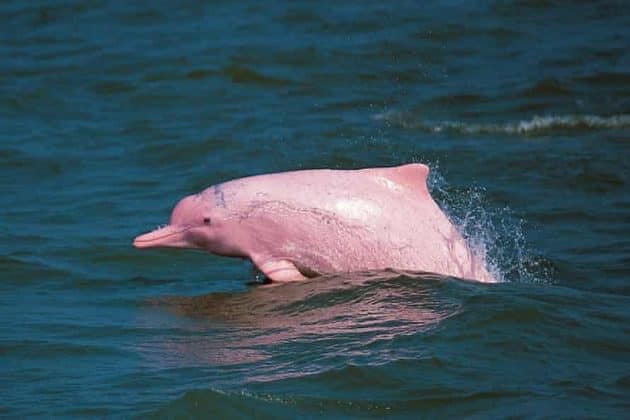 Pink dolphin: মাঝ-সমুদ্রে হঠাৎই দেখা গেল গোলাপি ডলফিন! ভিডিও দেখে ...