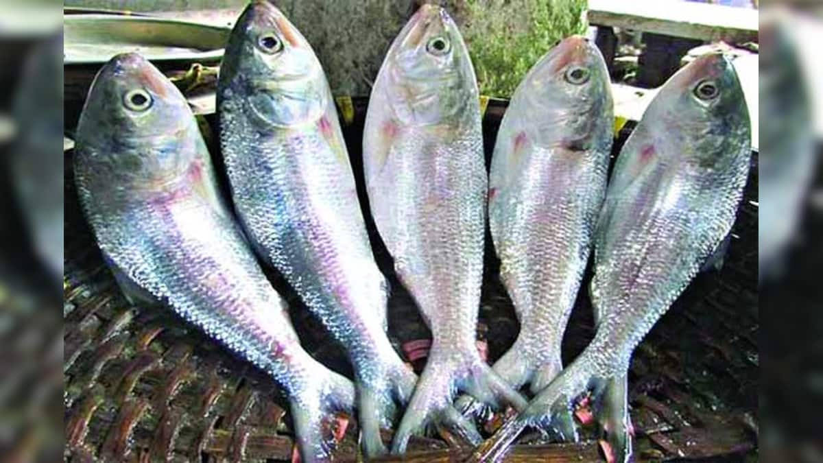 Hilsa | Chandana Fish: হুবহু যেন ইলিশ, বহু মানুষ ঠকছেন চন্দনা মাছ কিনে ...