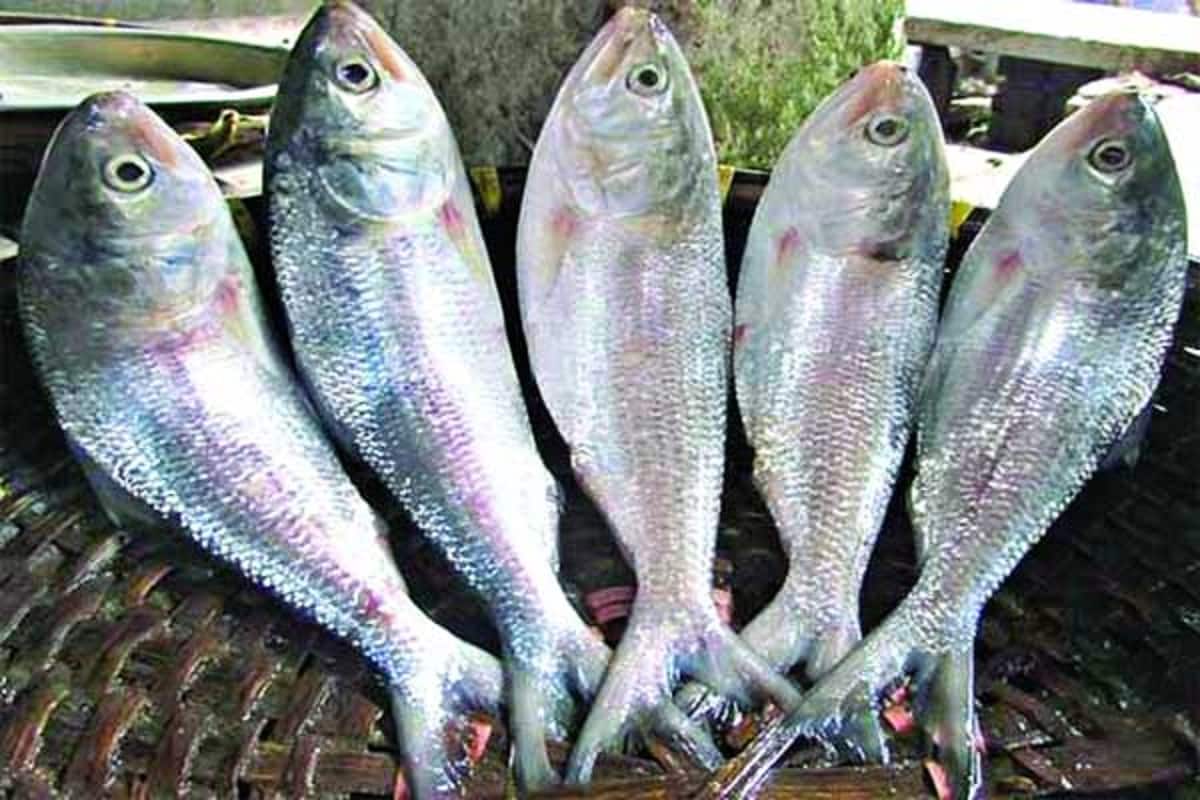 হুবহু যেন ইলিশ, বহু মানুষ ঠকছেন চন্দনা মাছ কিনে! আসল-নকল বুঝবেন কীভাবে ...