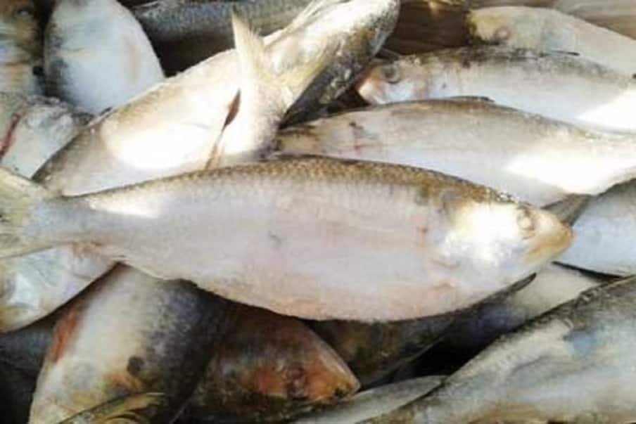 know about hilsa and chandana fish difference , হুবহু যেন ইলিশ, বহু ...
