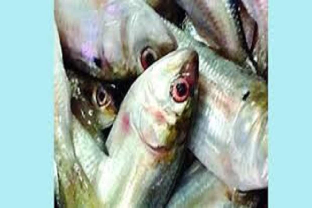 হুবহু যেন ইলিশ, বহু মানুষ ঠকছেন চন্দনা মাছ কিনে! আসল-নকল বুঝবেন কীভাবে ...