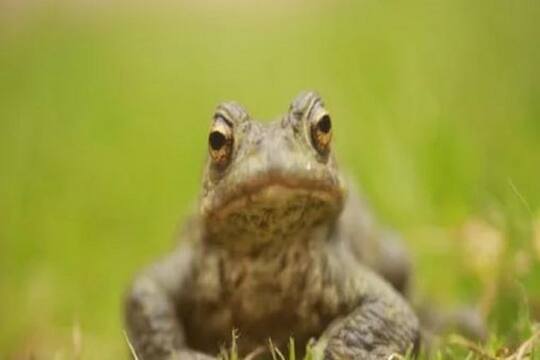 Bizarre: কেটে নেওয়া হয়েছে মুণ্ডু, তারপরেও লাফিয়ে চলেছে Frog, শিউরে ...