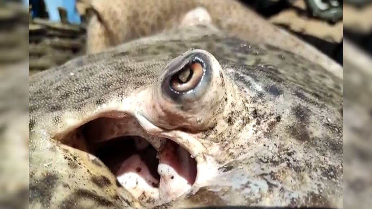 Big size shankar fish in howrah fish market , ওজন ৫২ কিলো, এ কী 'জিনিস ...