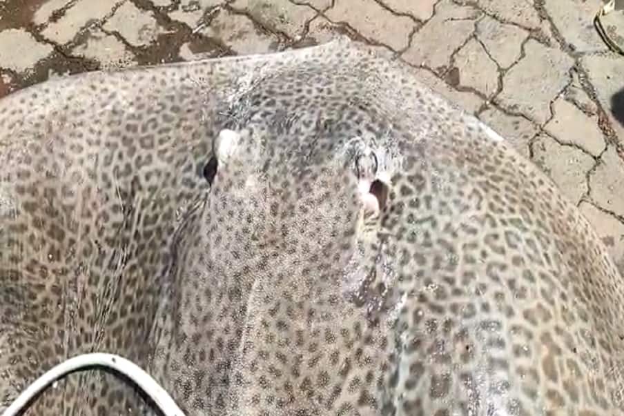 Big size shankar fish in howrah fish market , ওজন ৫২ কিলো, এ কী 'জিনিস ...