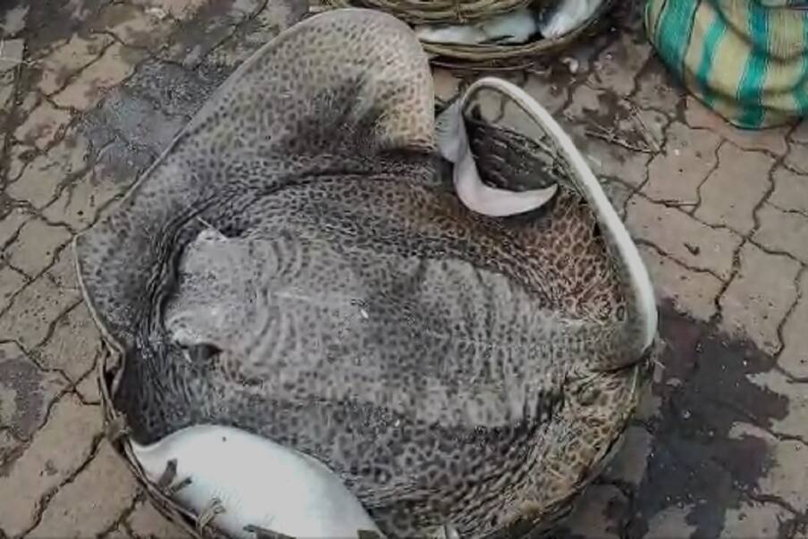 Big size shankar fish in howrah fish market , ওজন ৫২ কিলো, এ কী 'জিনিস ...