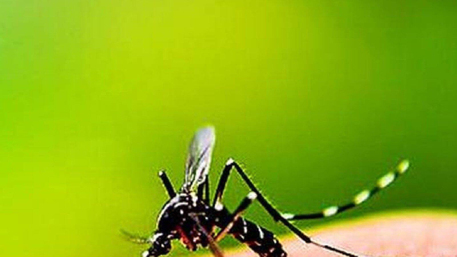 Dengue Mosquito: ডেঙ্গু রোধে বড় সাফল্য! বিজ্ঞানীদের এই 'ভাল মশা ...