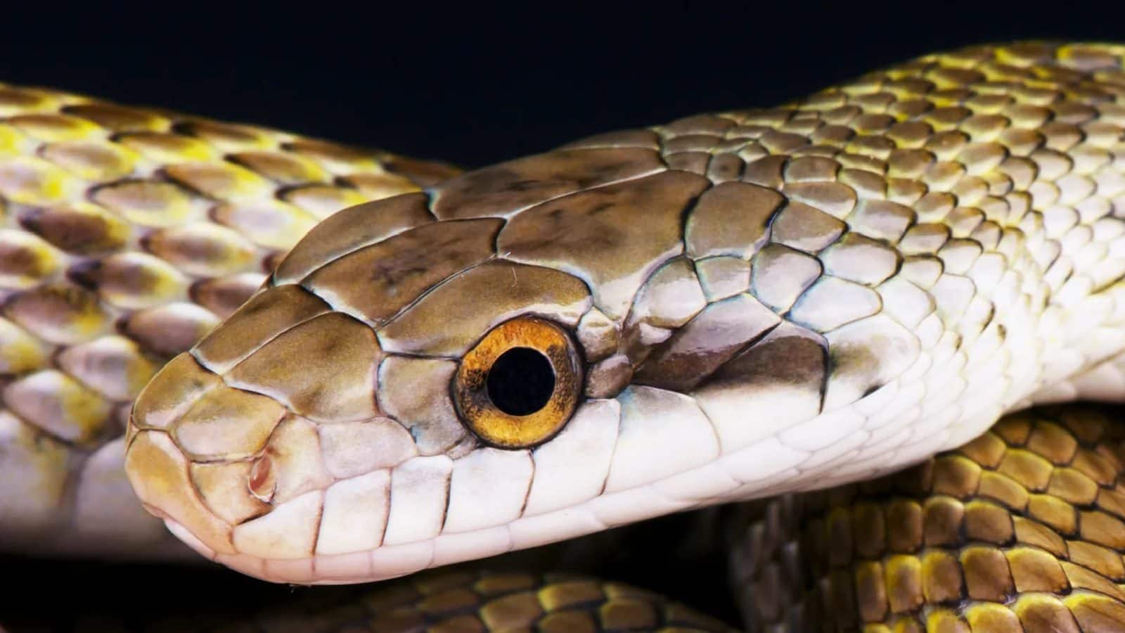 Viral news some cheater cheating people with highly poisonous snake ...