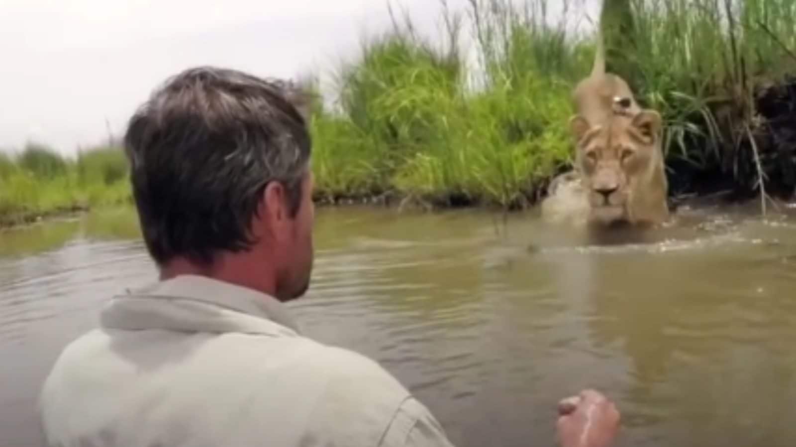 Viral Video of man meet lioness: জঙ্গলে মুখোমুখি! সাত বছর আগে প্রাণ ...
