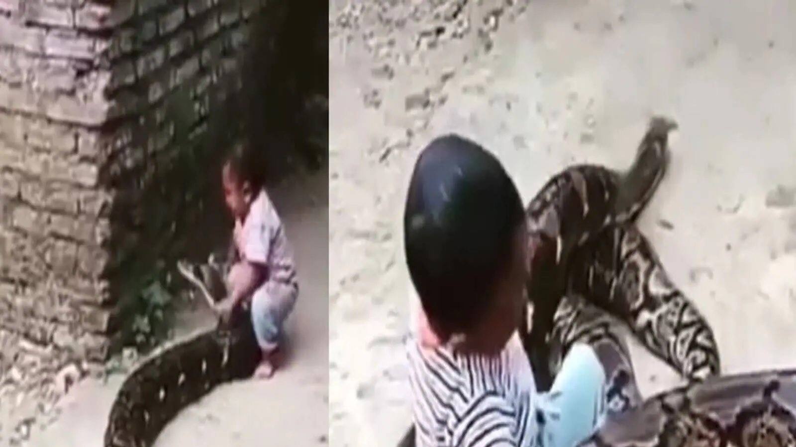 Viral Video of a Python: ১০ ফুটের অজগরের সঙ্গে দিব্যি খেলায় মগ্ন ২ ...