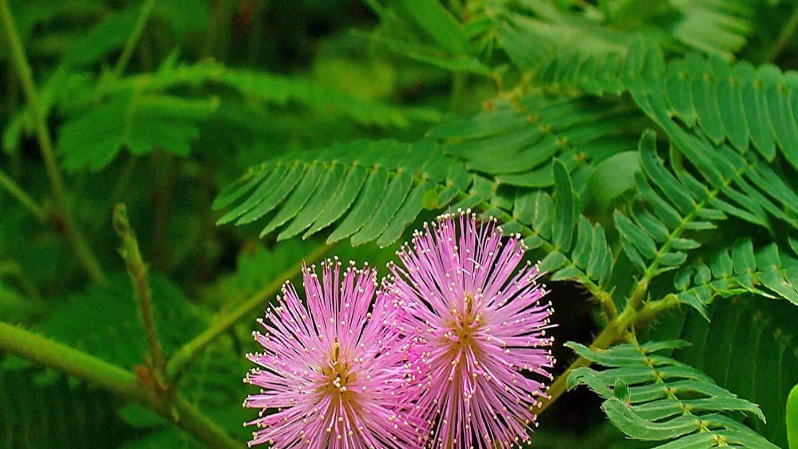 Vastu Tips: lajwanti plant brings positive energy money and good luck ...