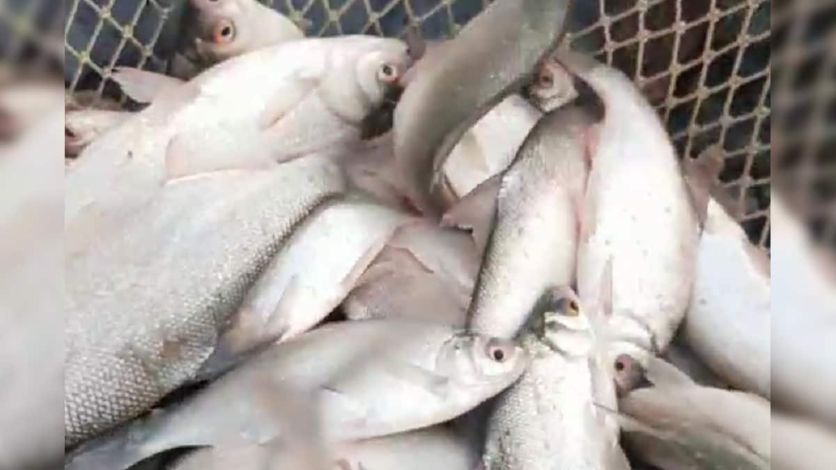 Manipur State-Fish Pengba Fish farmers are seeing benefits in fish ...