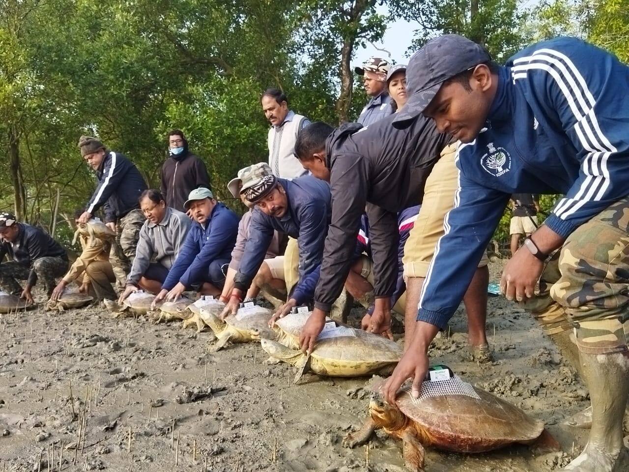 GPS on Turtles: বিলুপ্তপ্রায় কচ্ছপের শরীরে জিপিএস ট্রান্সমিটার লাগিয়ে ...