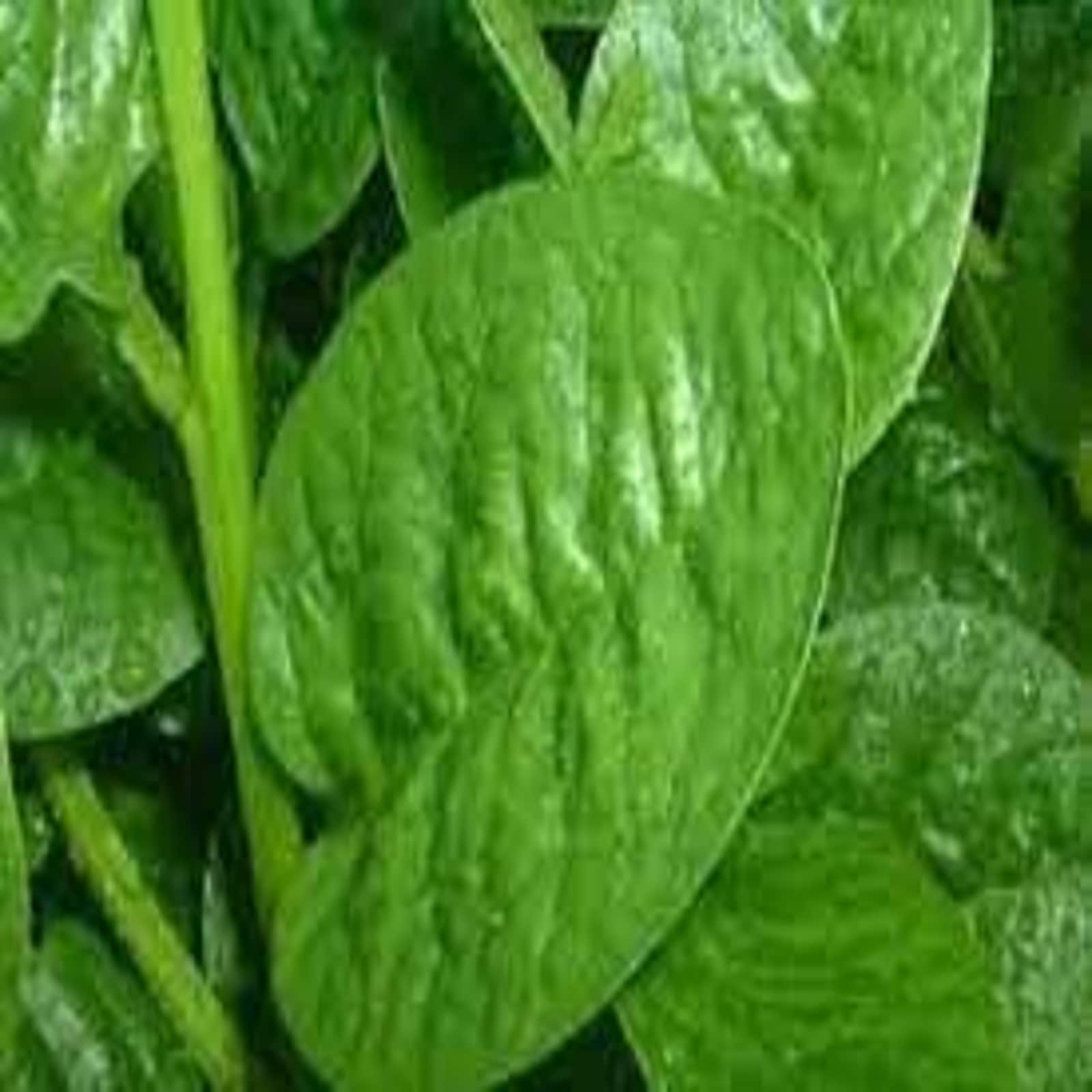 Indian Spinach: খাদগুণে ঠাসা পুঁইশাক! ঠিক এই কারণেই খাওয়া অত্যন্ত ...