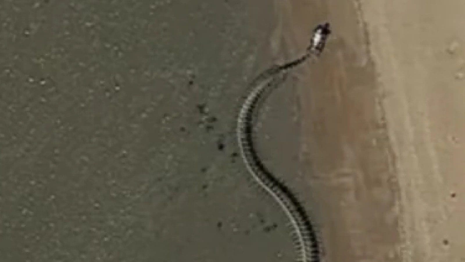 giant snake skeleton found on google maps, বিশ্বের সবচেয়ে বড় সাপের ...