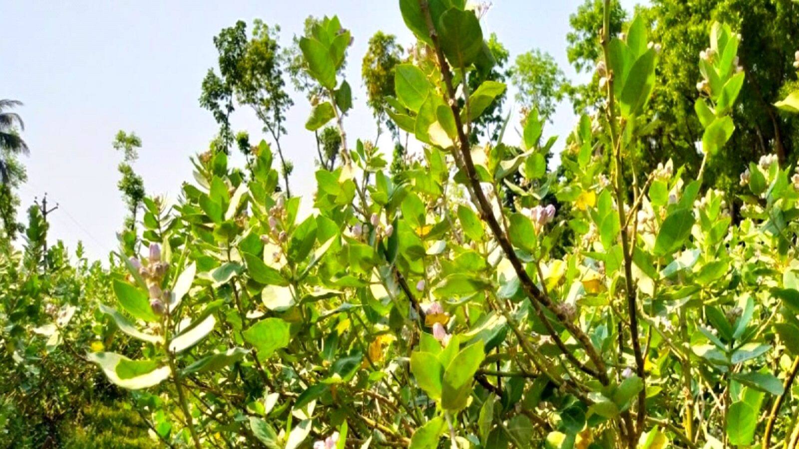 Akanda Flower Cultivation: মহাদেব ‘অল্পে’ তুষ্ট, তবে তাঁকে তুষ্ট করার ...