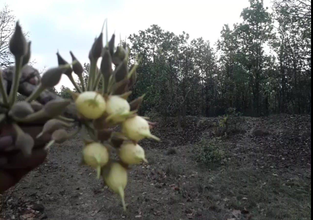 Junglemahal and tribes are enjoying mohul fruit – News18 Bangla