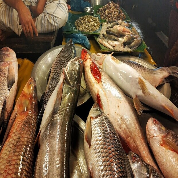 Fish Prices in Kolkata: রুই, কাতলা থেকে পাবদা, ভেটকি! সাতদিনে ...