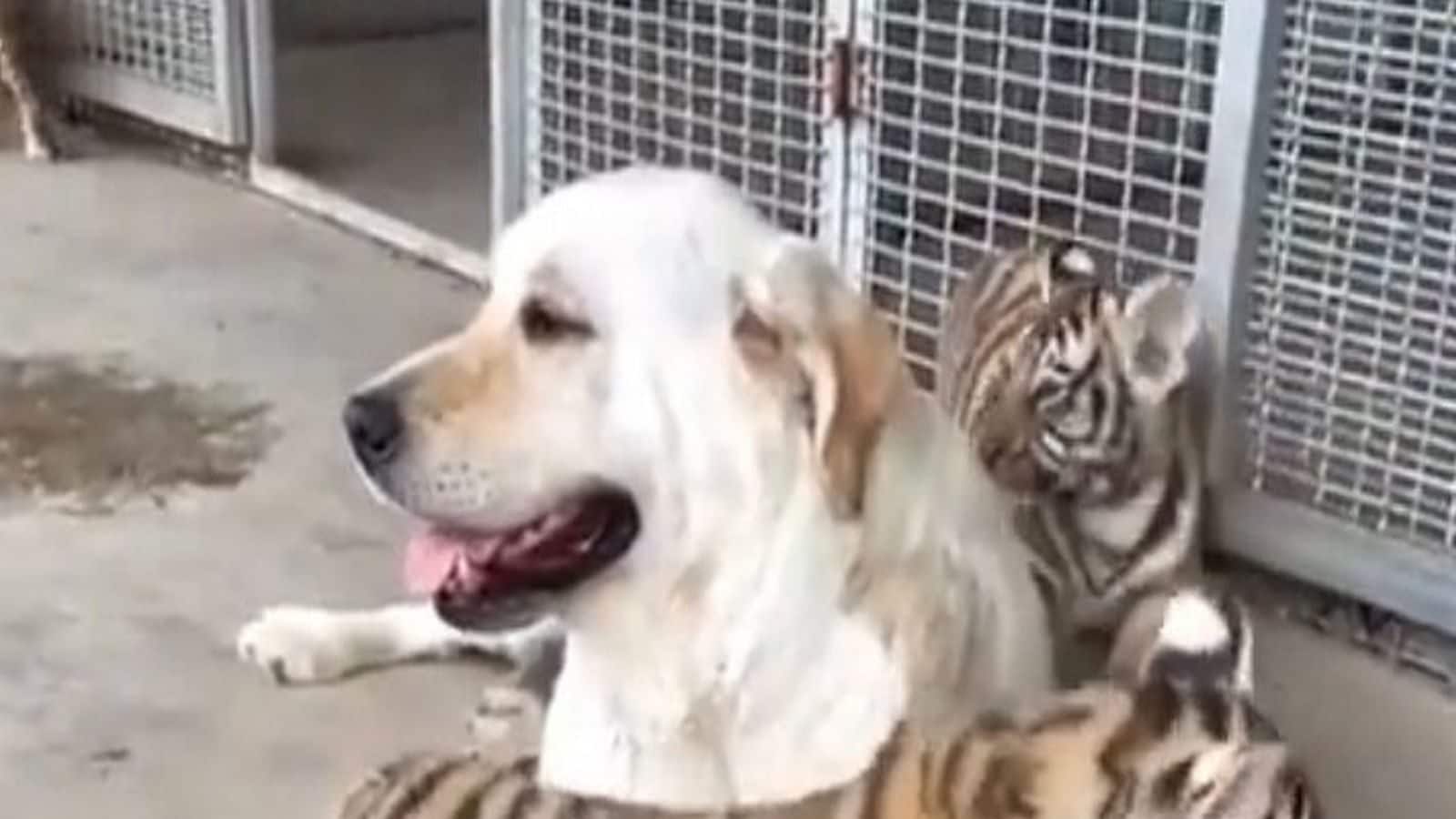 VIRAL VIDEO Dog Raising Abandoned Tiger Cubs: দেখুন ভিডিও: ছেড়ে ...
