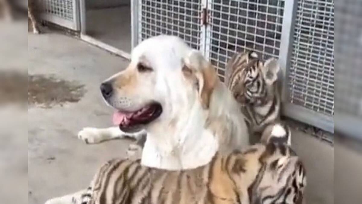 দেখুন ভিডিও: ছেড়ে গিয়েছে মা, কুকুরের কাছে বড় হচ্ছে বাঘের তিন ছানা ...