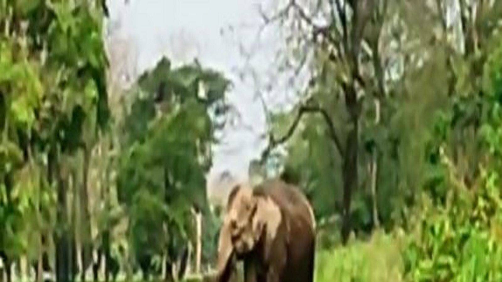 Mother elephant carries dead baby in Dooars: শুঁড়ে জড়ানো মৃত সন্তান ...