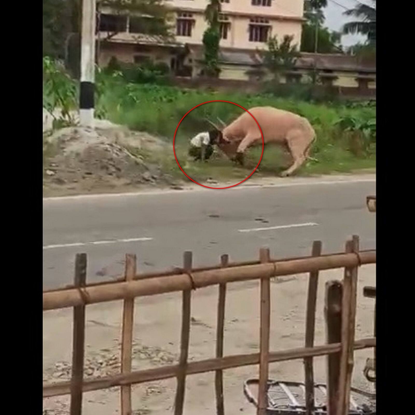 Viral Video of Raged Bull Attacks Man: মাঝরাস্তায় খ্যাপা ষাঁড়ের শিং ...