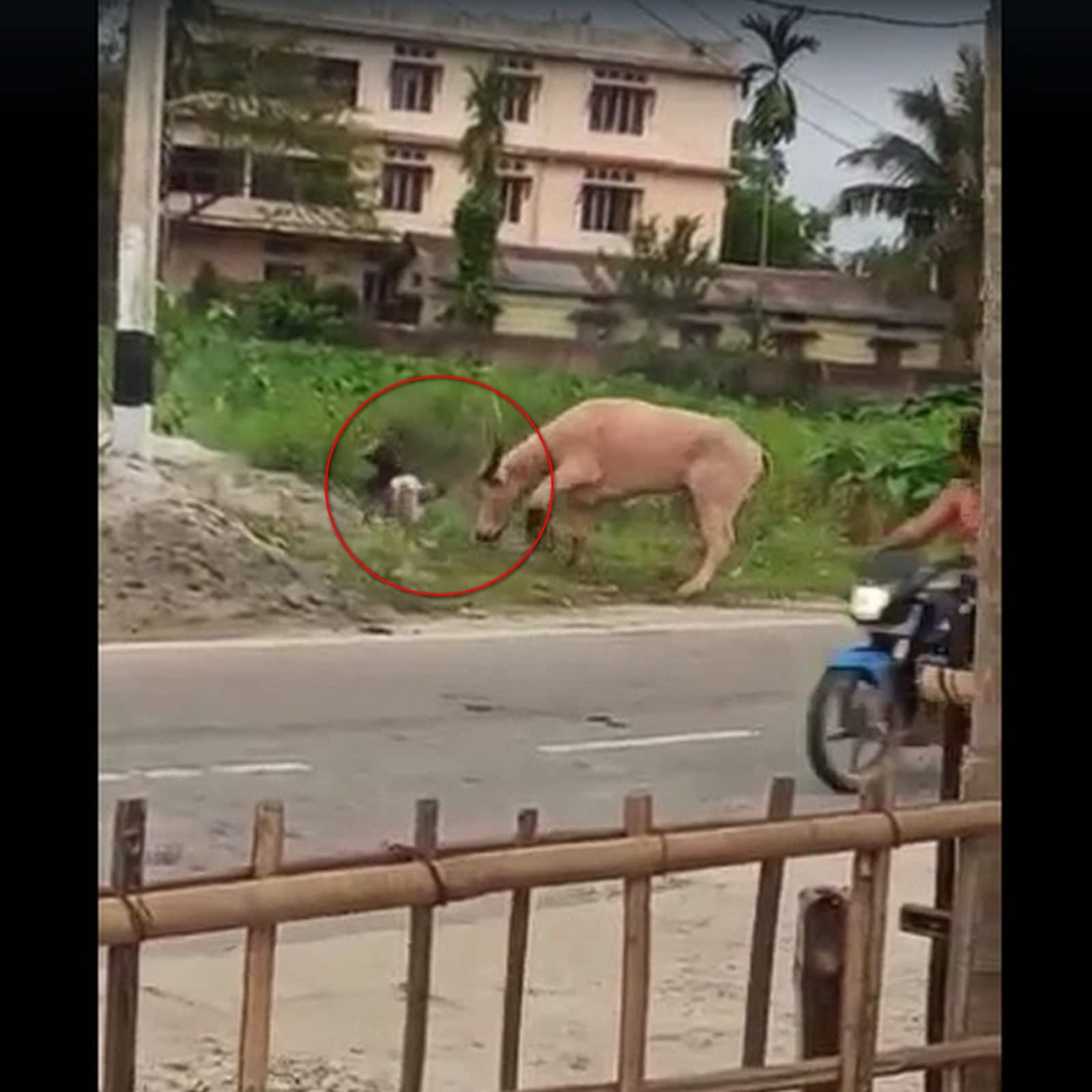Viral Video of Raged Bull Attacks Man: মাঝরাস্তায় খ্যাপা ষাঁড়ের শিং ...