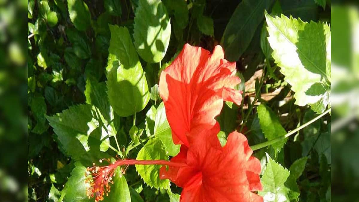 জবা ফুল নিয়ে এ কী কাণ্ড ঘটাল হুগলির পড়ুয়া! দারুণ পুরস্কার ...