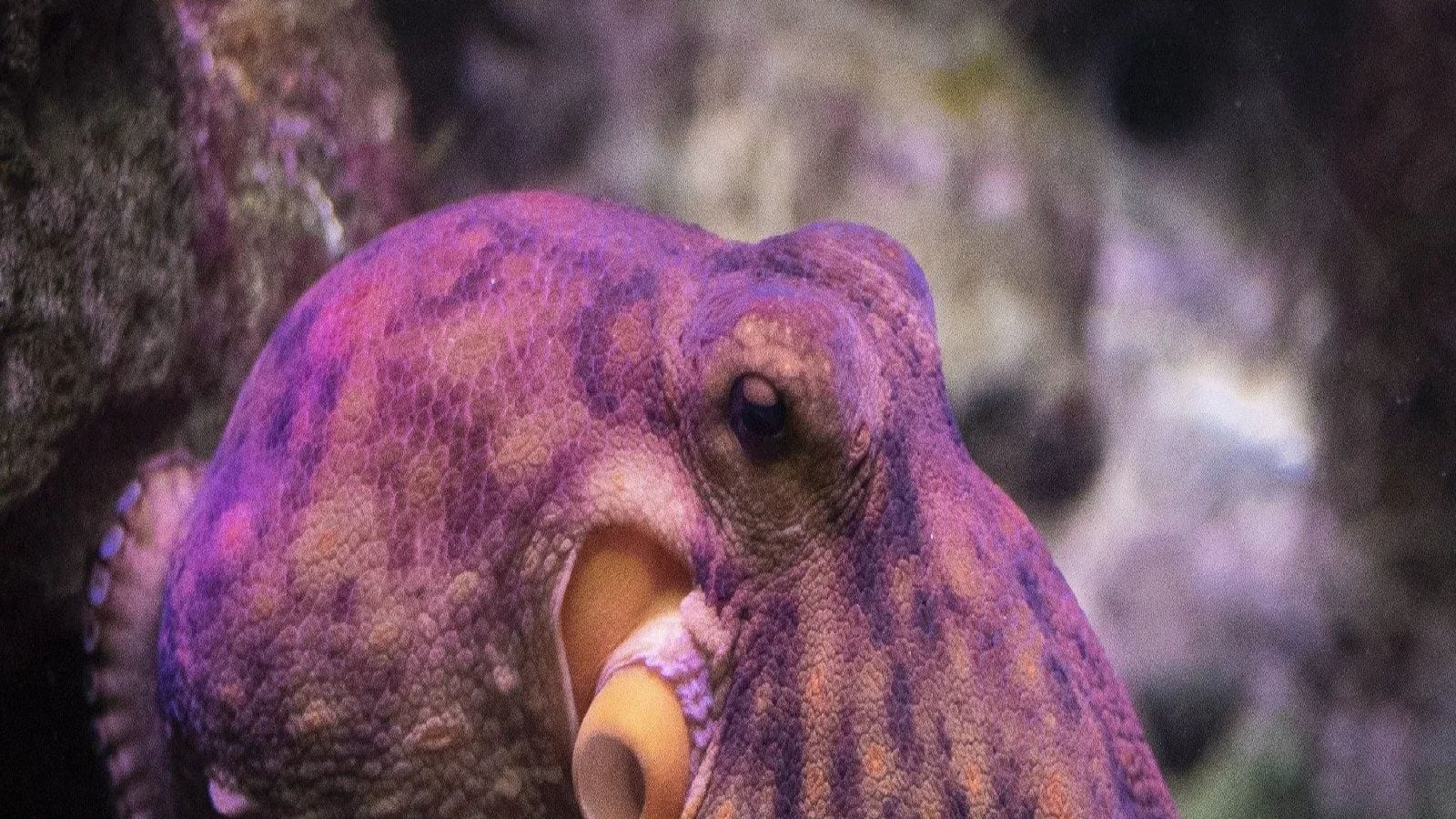 Mega Viral News: Why octopuses torture and eat themselves before their ...