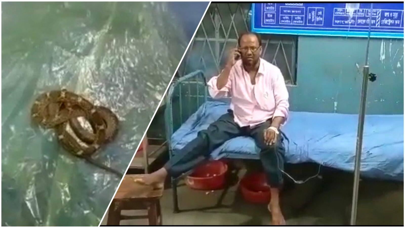 Snake bites Man: সাপের কামড়, হাসপাতালে সাপ নিয়ে হাজির হলেন জখম ...